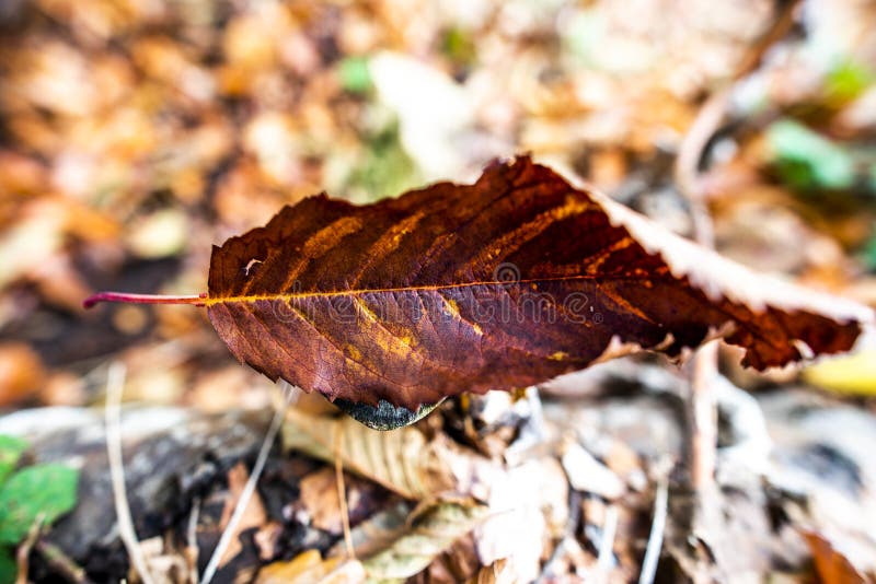2022 10 23 Durlo Dry Leaf 1 Stock Photo - Image of tree, green: 271778672