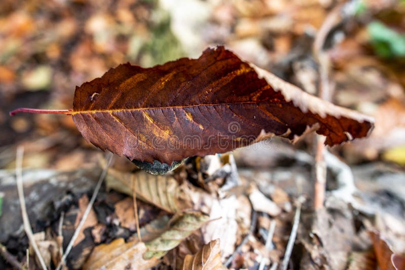 2022 10 23 Durlo dry leaf stock image. Image of autumn - 271778679