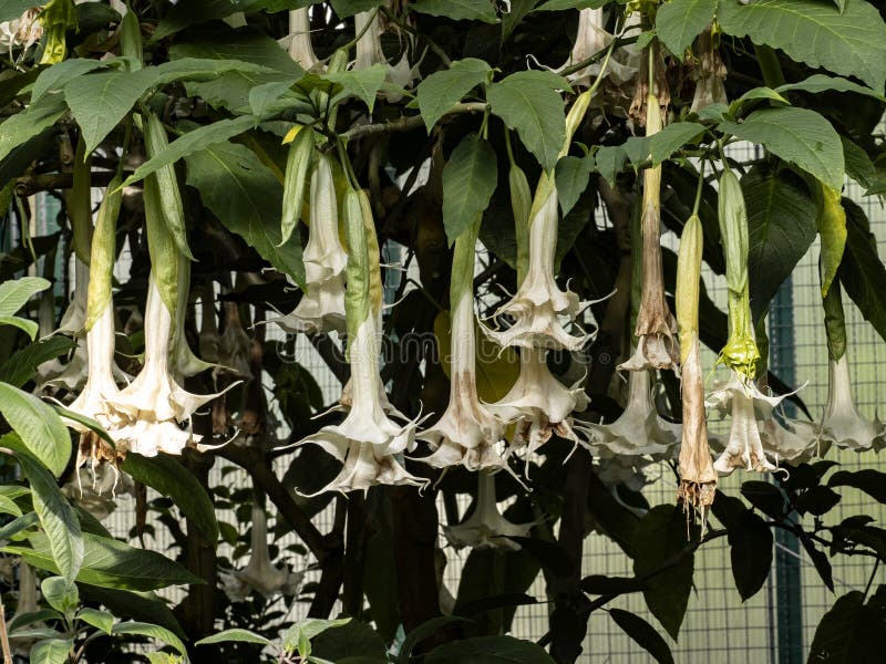 Durman Flowers Hanging Down As a Tummet Stock Photo - Image of bloom ...
