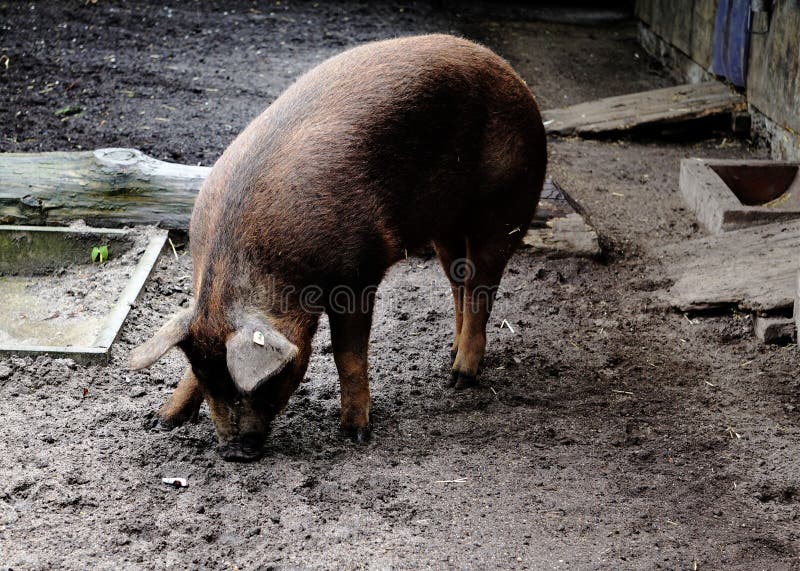 Duroc pig digging stock image. Image of brown, animals - 92256743