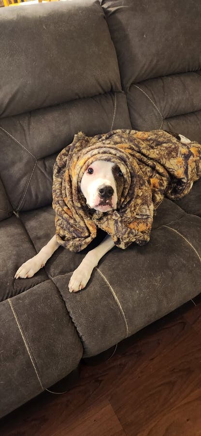 Durpy Dog Stock Photos - Free & Royalty-Free Stock Photos from Dreamstime