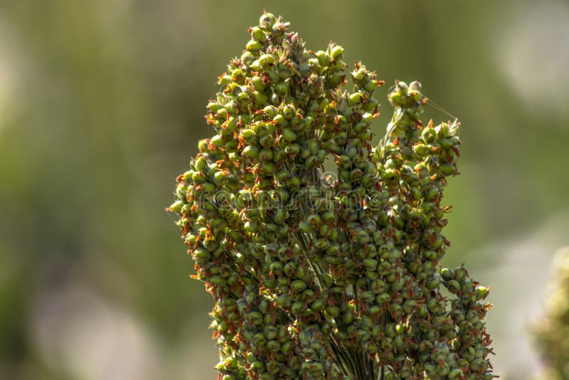 Durra fotografering för bildbyråer. Bild av korn, koloni - 104291721