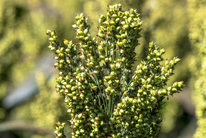 Durra zdjęcie stock. Obraz złożonej z żniwo, roślina - 104291870