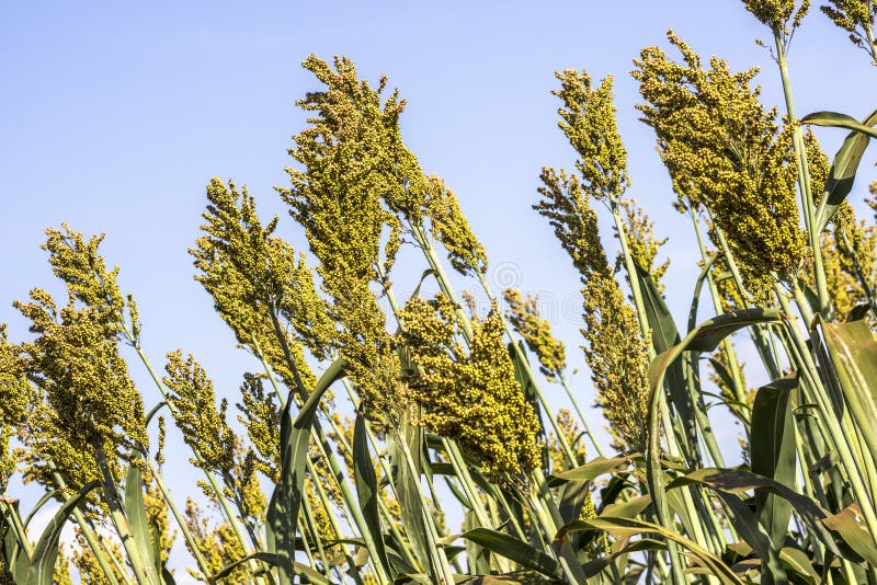 Durra obraz stock. Obraz złożonej z roślina, natura - 104292127