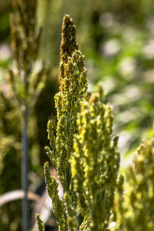 Durra zdjęcie stock. Obraz złożonej z żyto, ziarno, jedzenie - 104516632