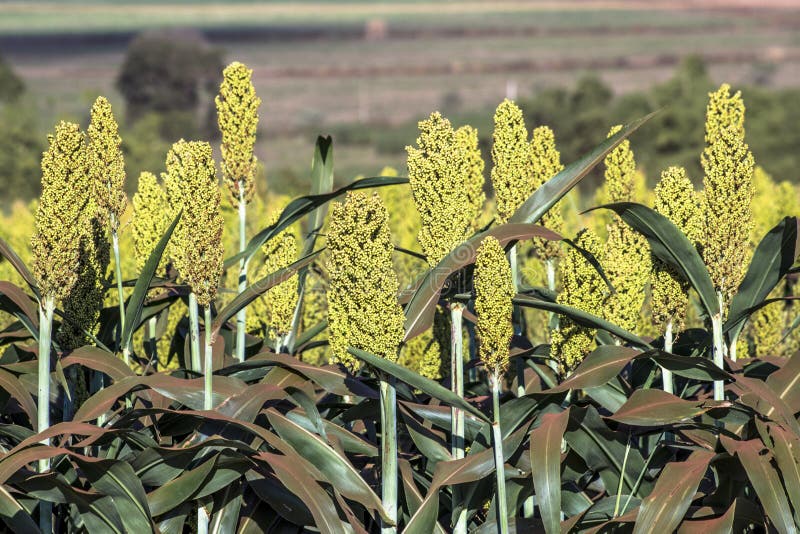 Durra fotografering för bildbyråer. Bild av tillväxt - 104517597