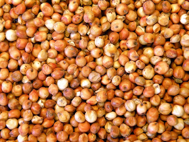 Sorghum arkivfoto. Bild av ingrediens, olja, durra, stängning - 19797090