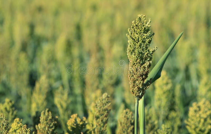 Durra arkivfoto. Bild av frö, grön, sädesslag, bakgrund - 83776348