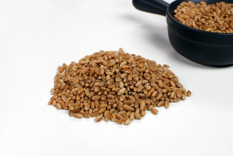 Durum Wheat stock image. Image of healthy, gluten, protein - 93123859