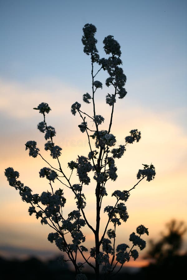 Dusk stock image. Image of flower, pretty, heaven, garden - 11337177