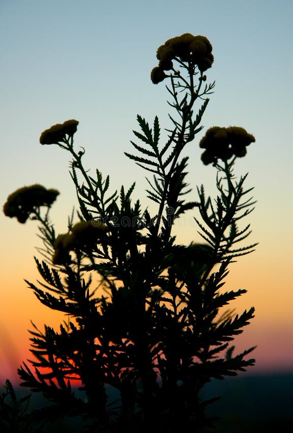 Dusk flower stock photo. Image of flower, macro, sunlight - 9759110