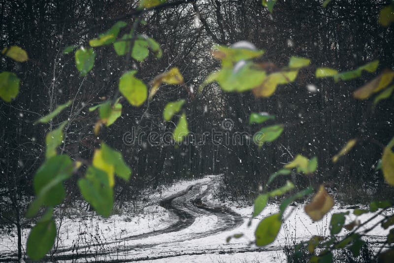 Mysterious Forest at the Evening during Snowfall. Magic Winter ...
