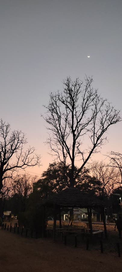 Dusk and moon in jungle stock photo. Image of morning - 245951914