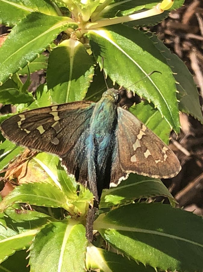 Moth Periwinkle Blue Forest Stock Photos - Free & Royalty-Free Stock ...