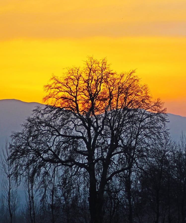 Chinar leaf stock image. Image of embellish, nature, fancy - 7349201