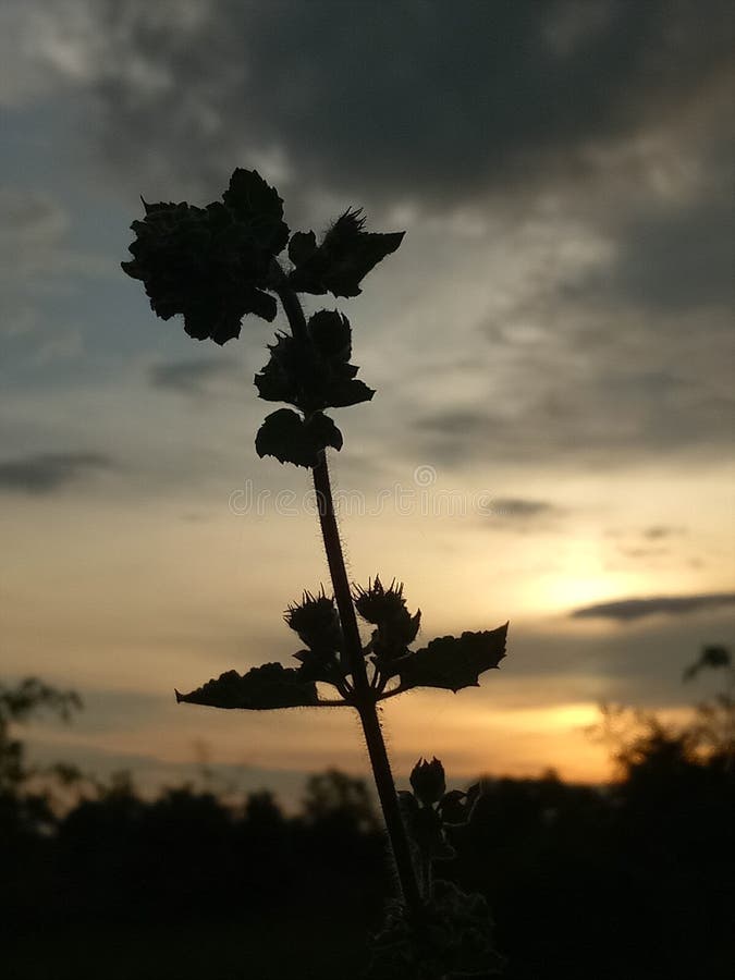The dusk time stock image. Image of hope, time, dusk - 113477661