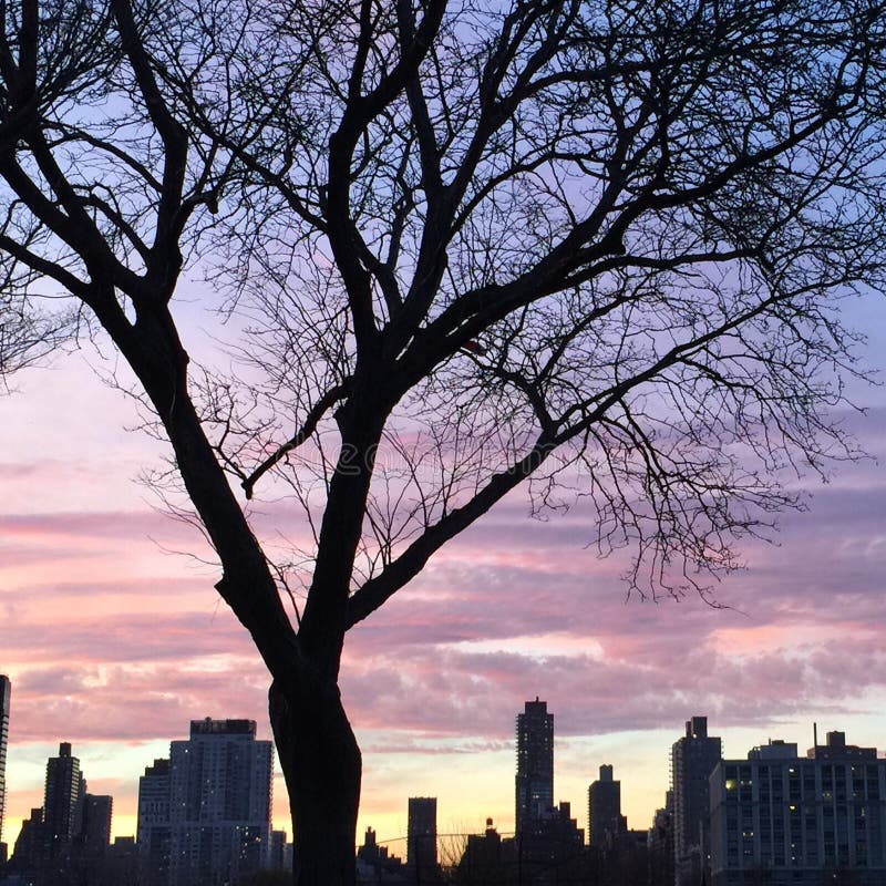 Dusk tree nature stock photo. Image of fence, field, tree - 67176366