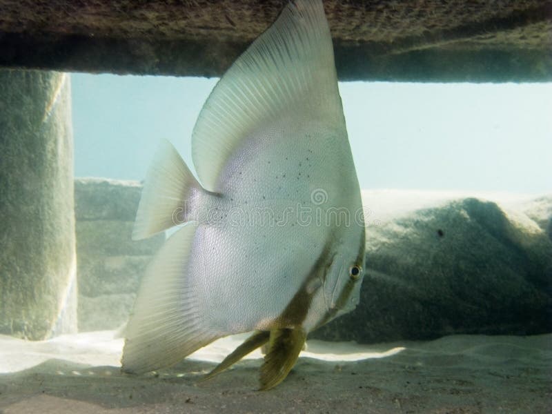 Dusky batfish stock image. Image of batfish, coral, aquarium - 9823259