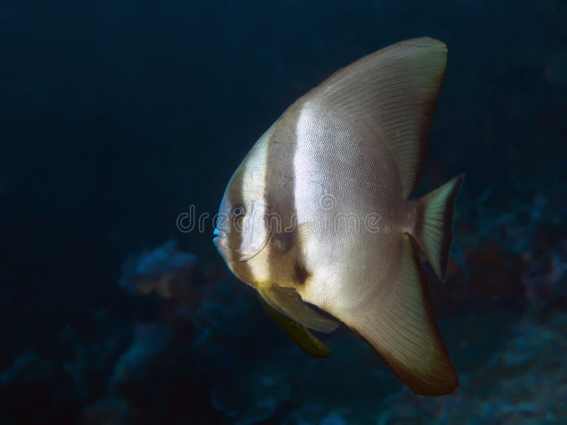 Dusky batfish stock image. Image of batfish, coral, aquarium - 9823259