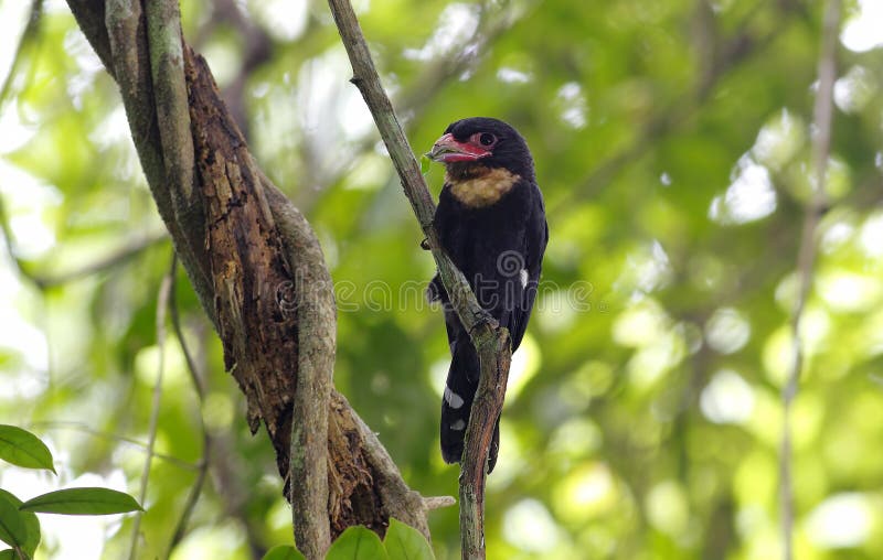 Dusky Broadbill Corydon Sumatranus Stock Image - Image of feather ...