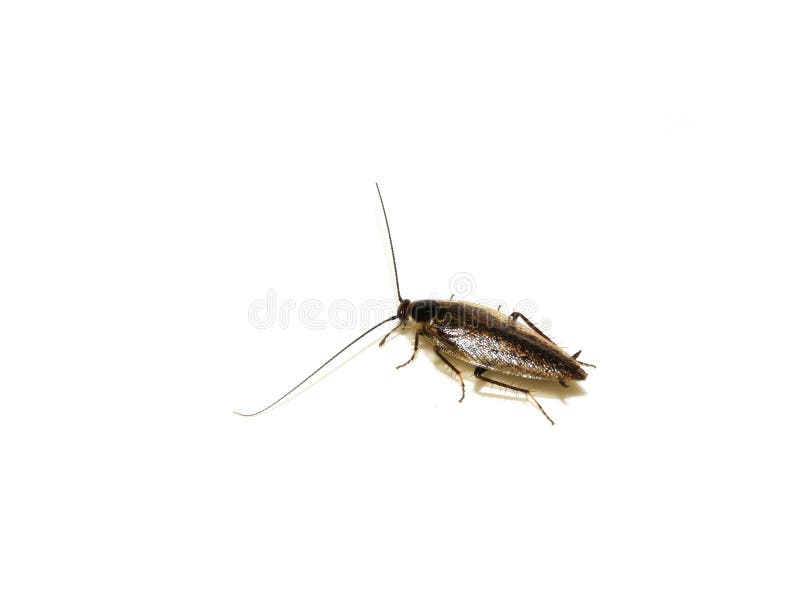 Ectobius Lapponicus Cockroach Stock Photo - Image of ectobius, leaves ...