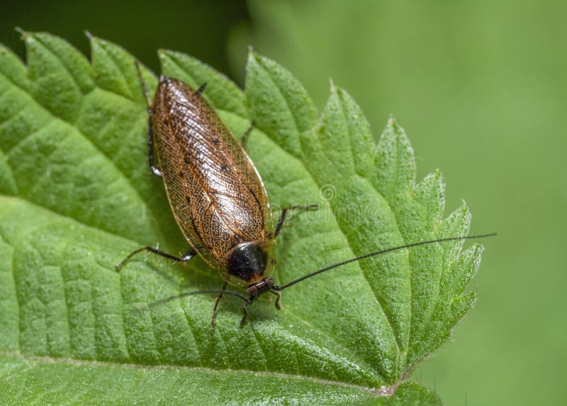 Ectobius Lapponicus Cockroach Stock Photo - Image of ectobius, leaves ...