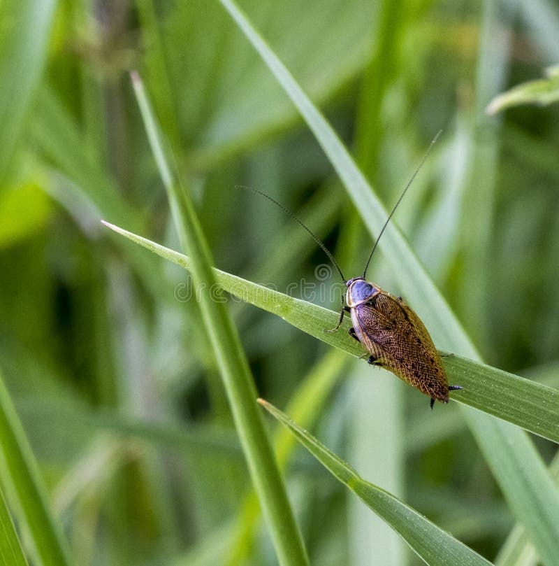 Dusky Cockroach - Ectobius Lapponicus Stock Photo - Image of organism ...