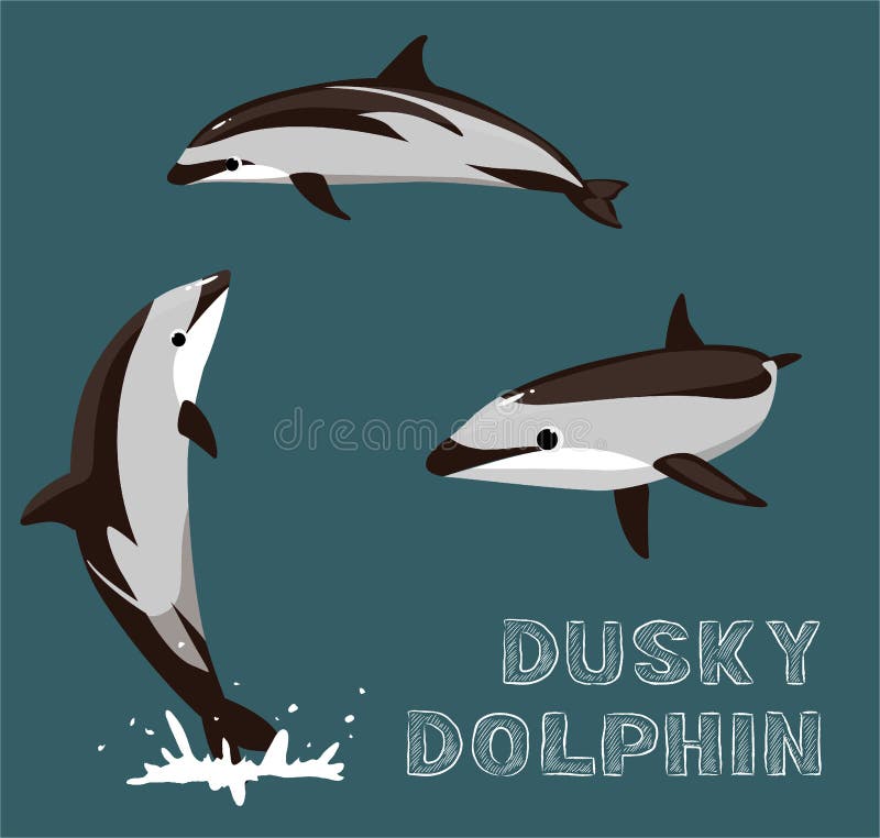 Dusky Dolphin Cartoon Vector Illustration Stock Vector - Illustration ...