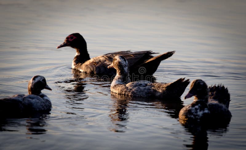 Dusky Ducks stock photo. Image of mexican, ducks, river - 44985746