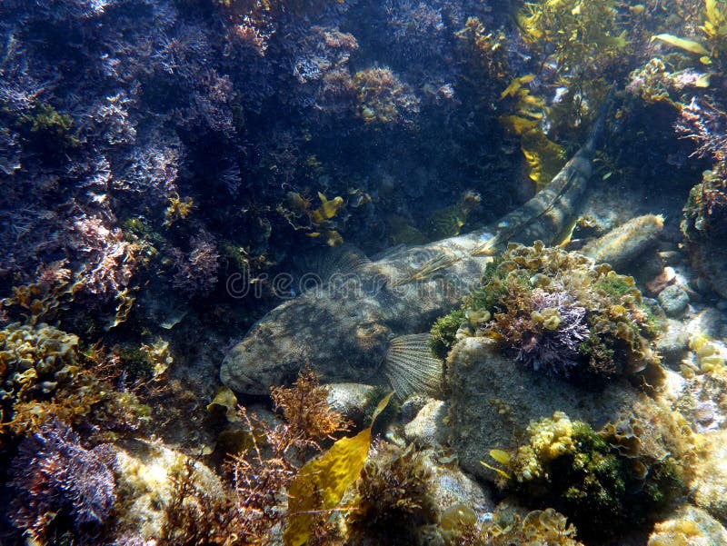 Dusky flathead stock image. Image of fuscus, seaweed - 34893379