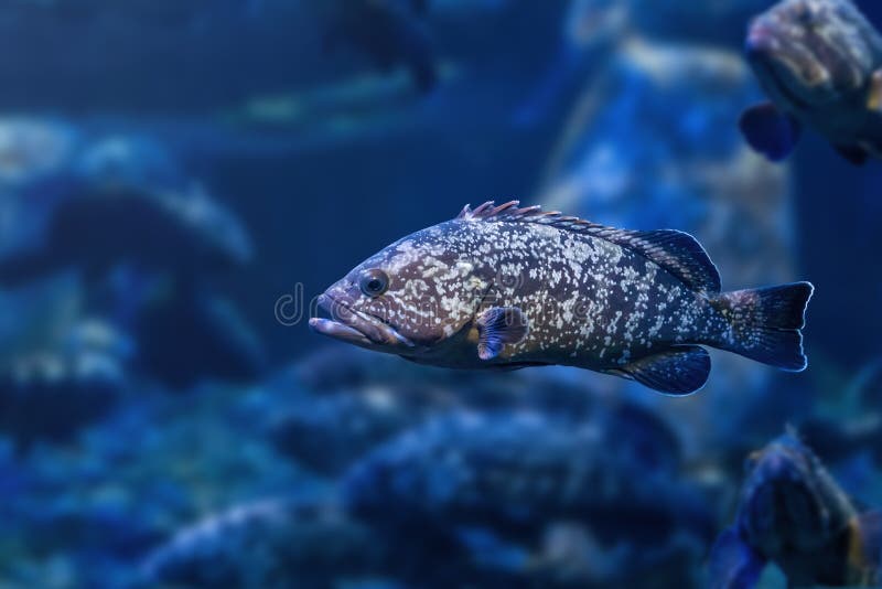 Dusky Grouper - Marine Fish Stock Photo - Image of ecological, dusky ...