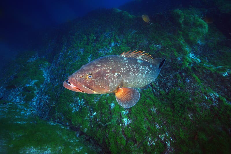 Dusky Grouper - Epinephelus Marginatus- at a Rock Covered with Green ...