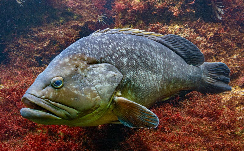 Dusky Grouper, Epinephelus Marginatus. Stock Photo - Image of deserted ...