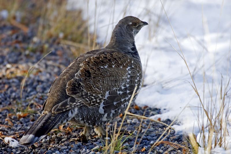 Dusky Grouse, Dendragapus Obscurus, in Snow Stock Image - Image of ...