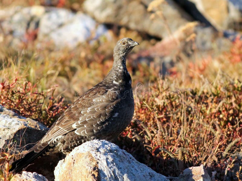 Dusky Grouse in a Field stock photo. Image of dusky, wild - 63037362