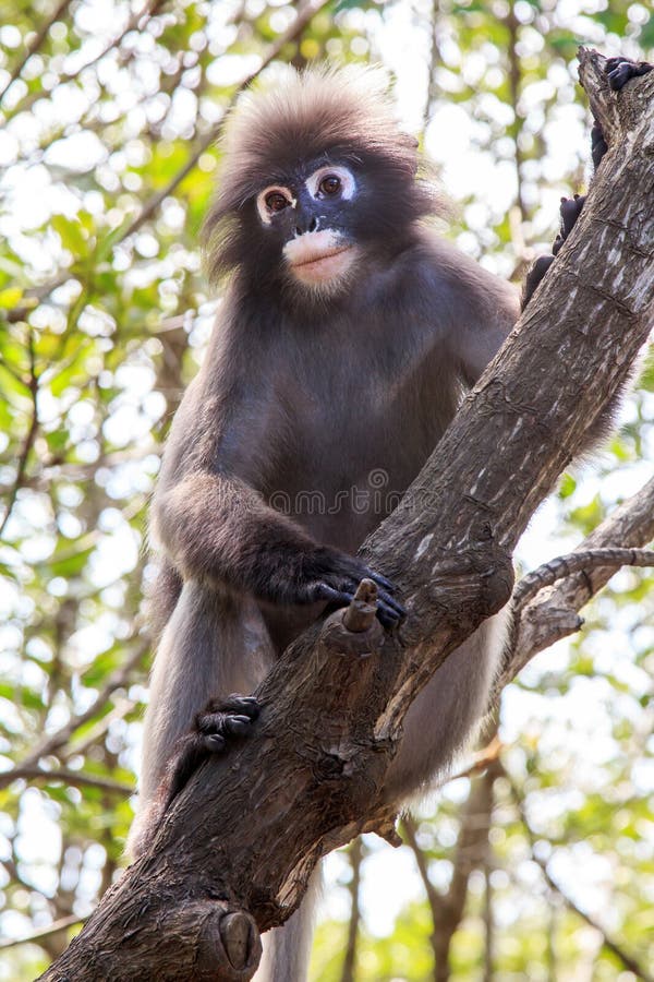Dusky langur monkey stock photo. Image of wilderness - 34155320
