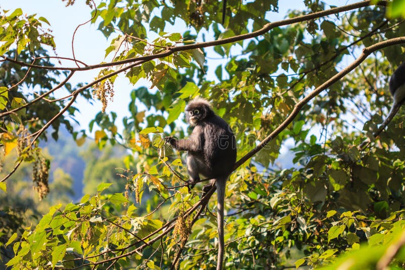Langur Sitting on Tree Branch Stock Image - Image of dusky, primate ...