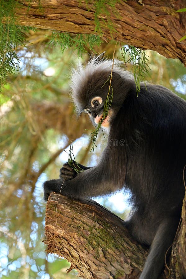The Dusky Langur is a Small Folivorous Primate that Feed on Leaves in ...