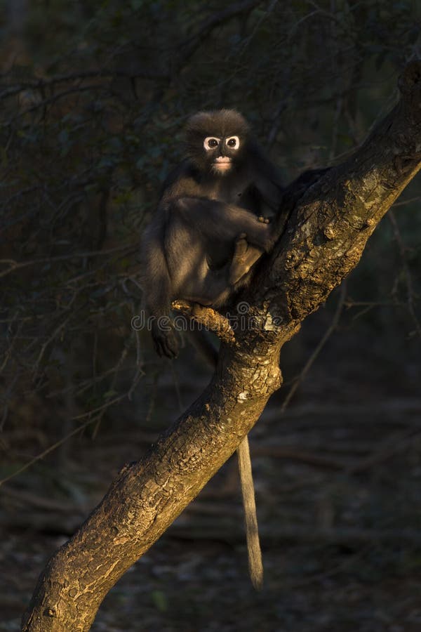 Female Dusky Langur, Dusky Leaf Monkey, Spectacled Langur ...