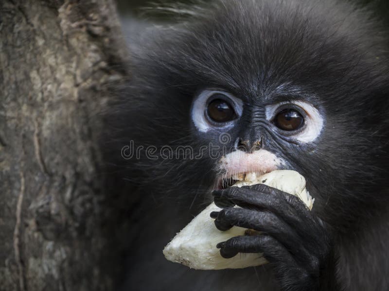 Female Dusky Langur, Dusky Leaf Monkey, Spectacled Langur ...