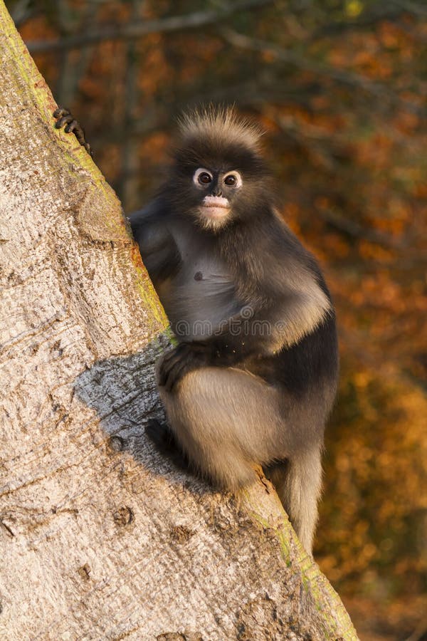 Female Dusky Langur, Dusky Leaf Monkey, Spectacled Langur ...