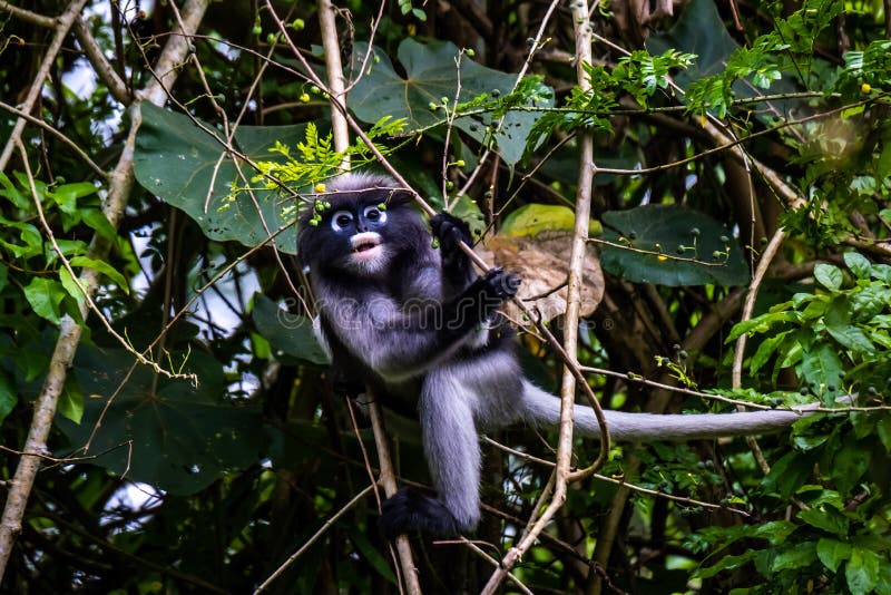 Dusky Langurspectacled Langur Stock Photos - Free & Royalty-Free Stock ...