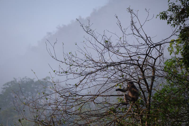 Dusky Langurspectacled Langur Stock Photos - Free & Royalty-Free Stock ...