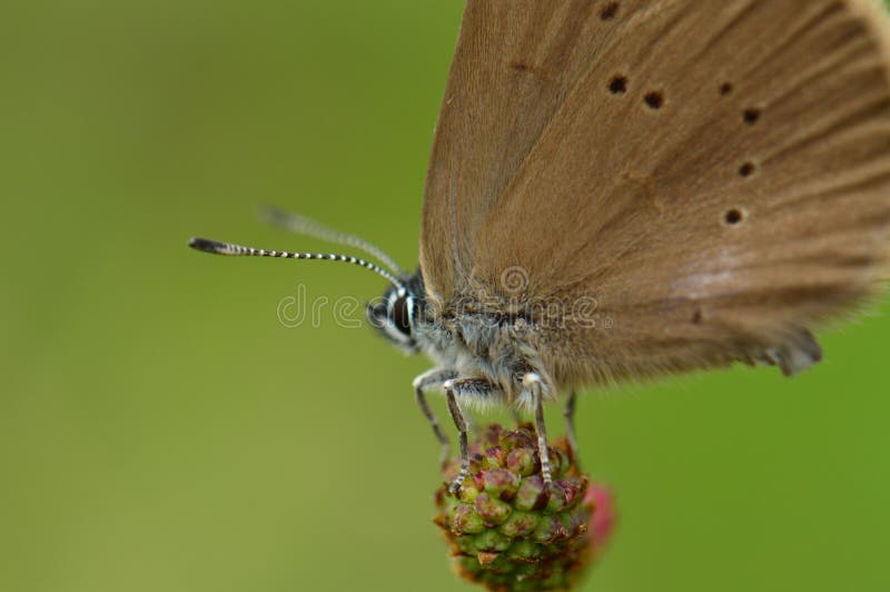 Dusky Large Blue 2 stock image. Image of spot, macro - 44262905