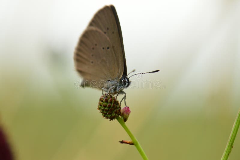 Dusky Large Blue stock image. Image of creature, lepidoptera - 44262915