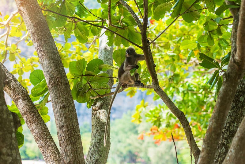 Dusky Leaf Langur Monkey Trachypithecus Obscurus Hang and Eat Green ...