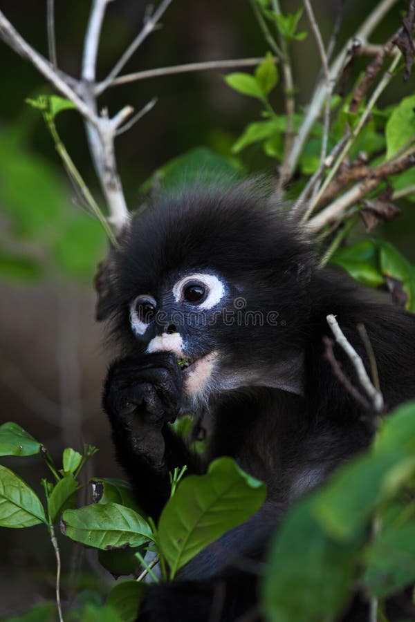 Dusky Leaf Monkey. stock image. Image of leaf, wild, ecology - 15490127