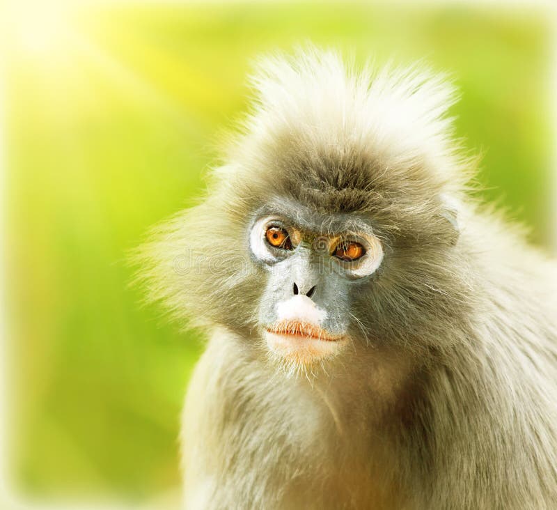 Dusky Leaf Monkey stock photo. Image of nature, monkey - 24095534