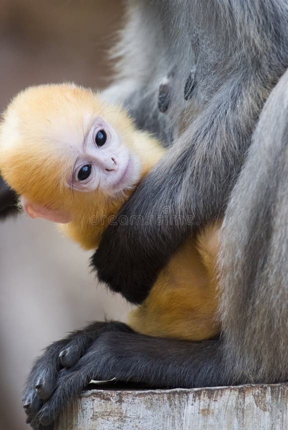 Dusky Leaf Monkey Baby stock photo. Image of primate - 40549082