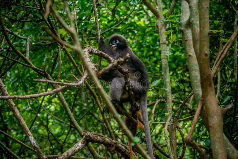 398 Breastfeeding Tree Stock Photos - Free & Royalty-Free Stock Photos from Dreamstime
